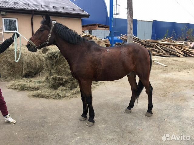 Продаются кобыла и мерин