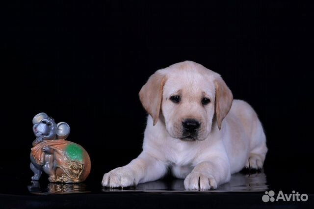 Профессиональный питомник лабрадоров