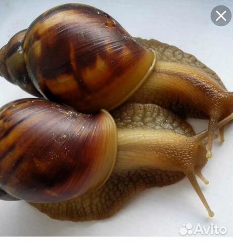 Улитки ахатинки