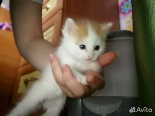 Рыжий с белым котеночек