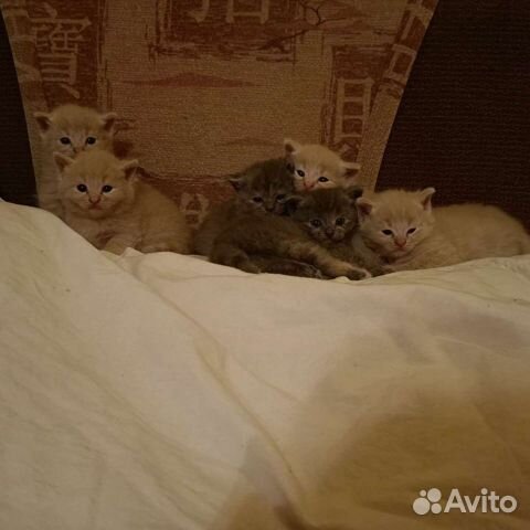 Котята бесплатно