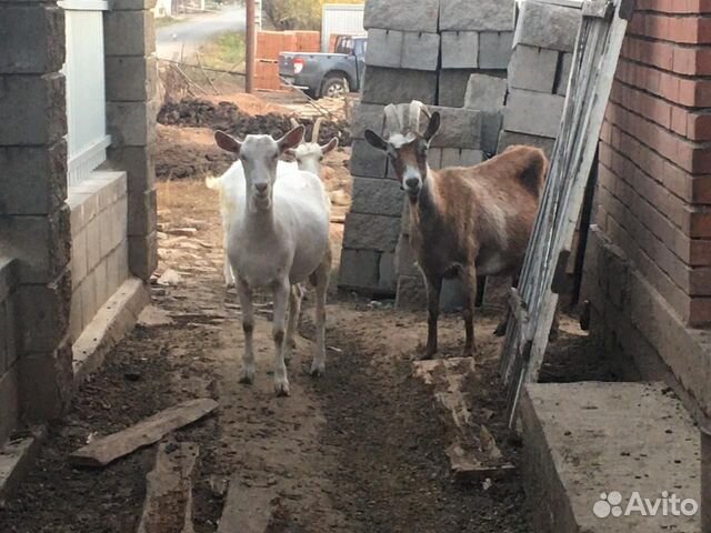 Коза с козлятами