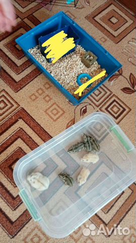 Хомячки джунгарики