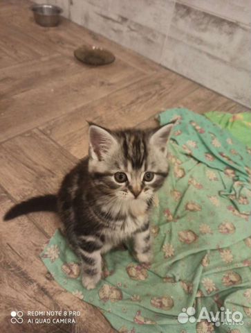 Продам котёнка