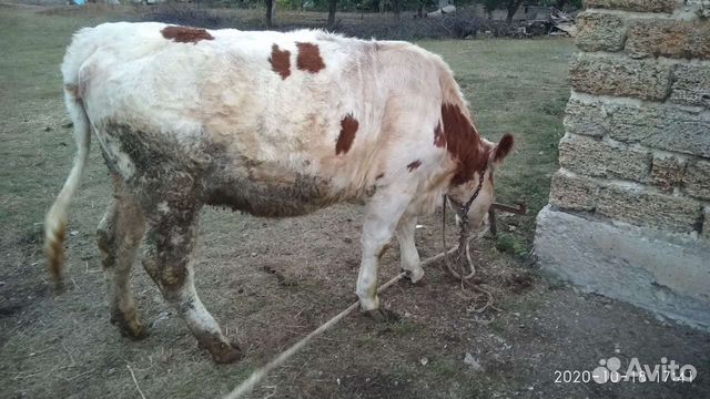 Телка 1.3 года