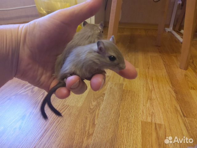 Монгольские песчанки