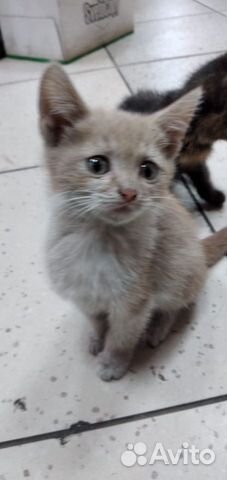 Рыжие братья котики-талисманы на удачу в дар