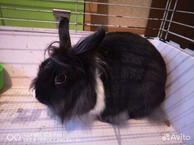 Продаётся карликовый голландский кролик, девочка 1