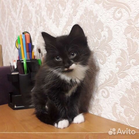 Пушистый милашка Ральфик отдается в ответственную