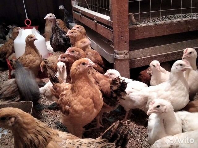 Компания цыплят +++