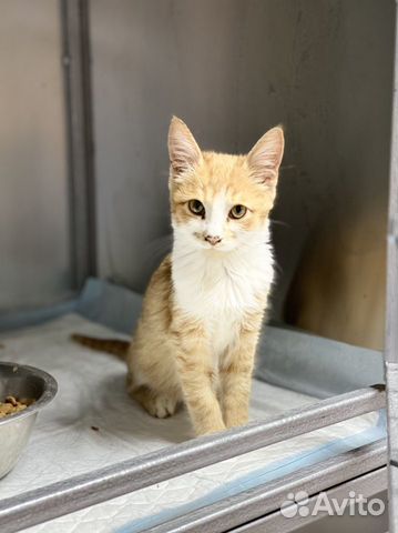 Котёнок Лучик