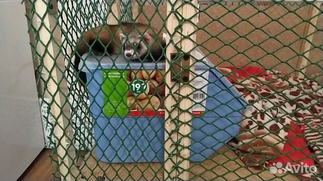 Продаётся хорёк с вальером