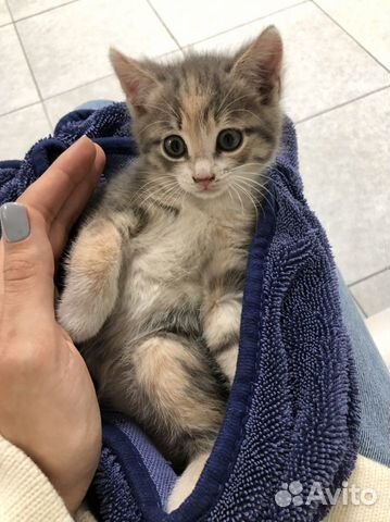 Котёнок в добрые руки