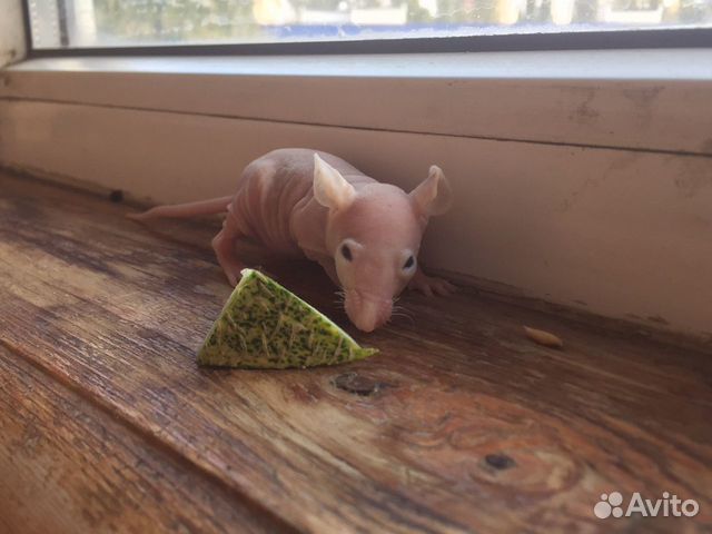 Крысёнок-сфинкс