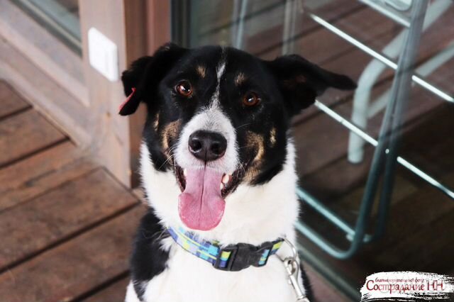 Собака в добрые руки