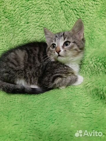 Замечательные малыши 1.5 мес в хорошие руки