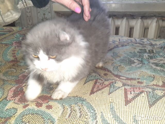 Вислоухие и обычные котята отдадим в добрые руки