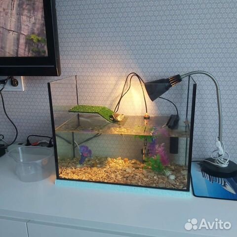 Красноухая черепаха