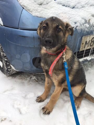 Щенок, 4 мес, Лапочка- дочка