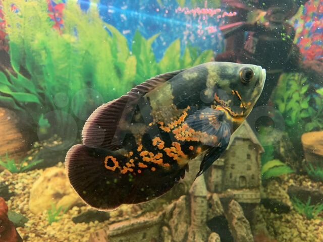 Аквариумные рыбки