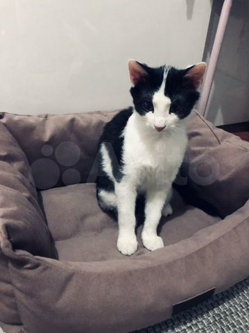 Кузя ищет маму