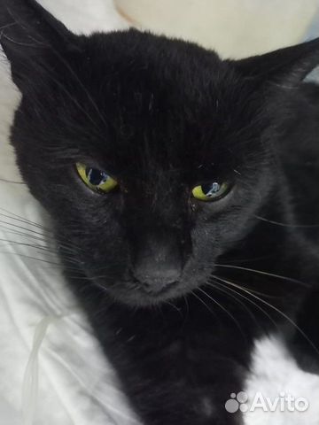 Кот в добрые руки Шанс на жизнь