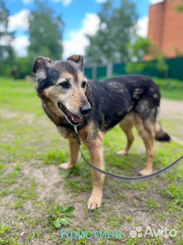 Собака в добрые руки