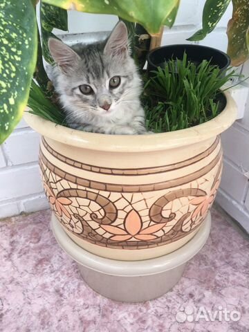 Кошки курильский бобтейл