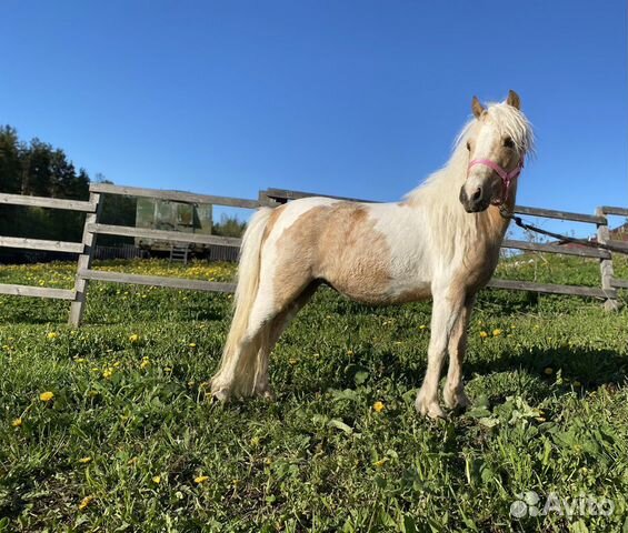 Американская миниатюрная лошадь