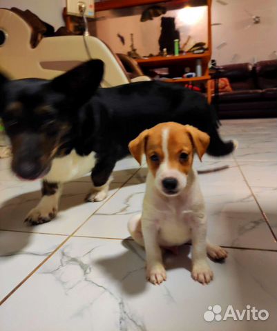 Преданный Малыш Джек Рассел терьер