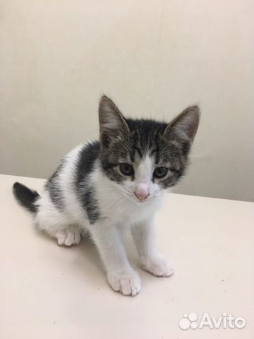 Котята в семью