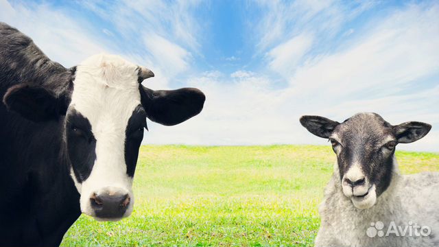 Корова, овцы продам
