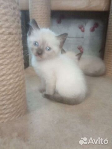 Сиамские котята