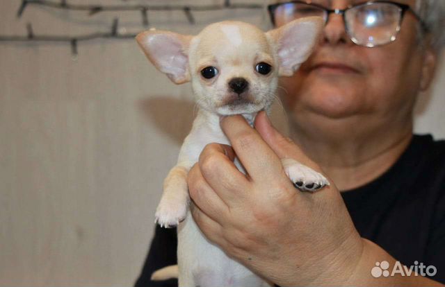 Новогоднее предложение мальчик чихуа