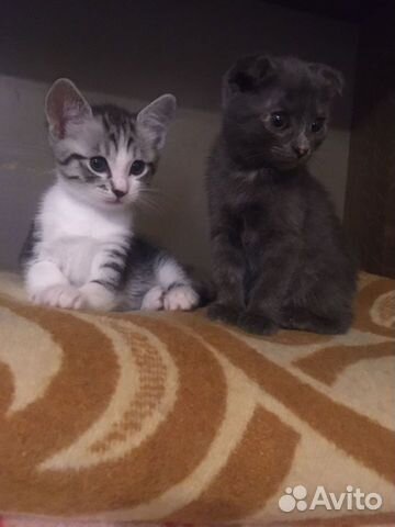 Котята 1.5 месяца