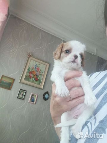 Собаки