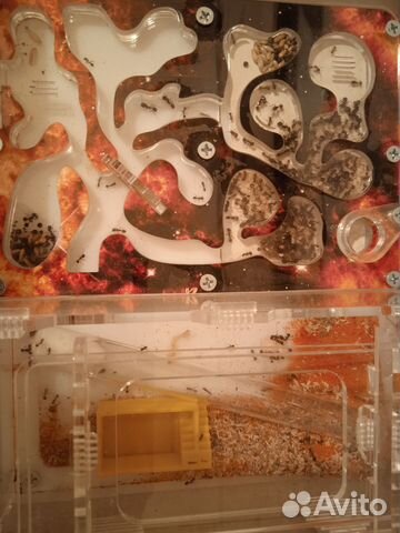 Формикарий муравьиная ферма