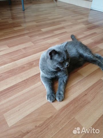 Продам британского кота