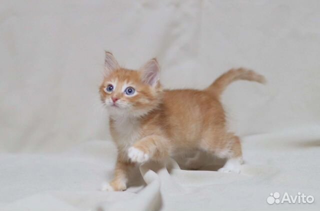 Питер Пен ищет любящую семью