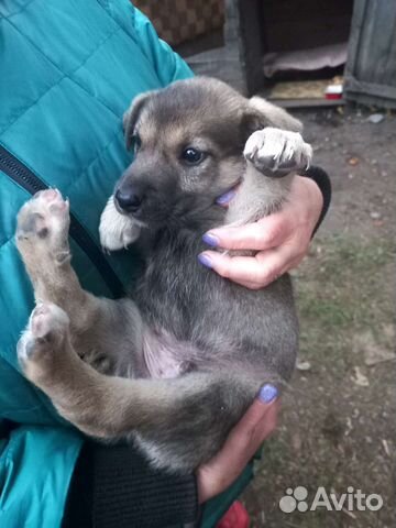 Щеночки ищут дом