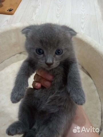 Котенок в дар бесплатно шотландцкие котята