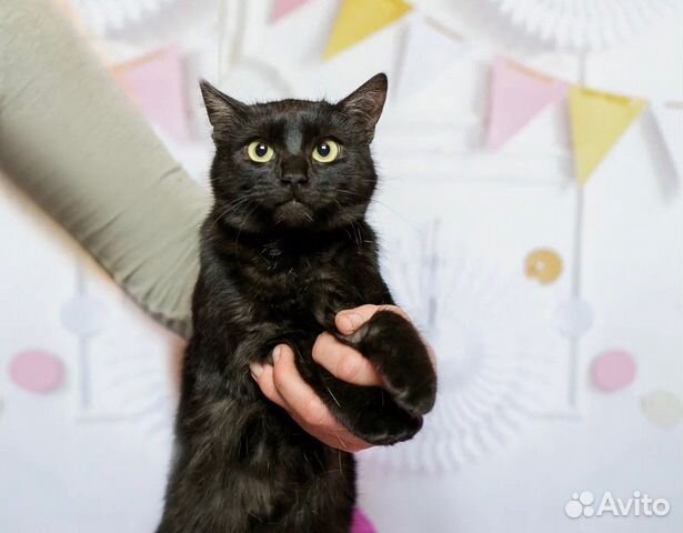 Стеснительная Чернушка