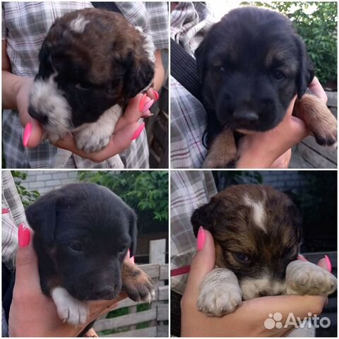 Отдам бесплатно щенки