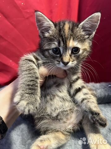 Котята в добрые руки бесплатно