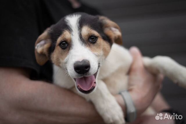 Белые щенки — очаровательные ангелочки в дар