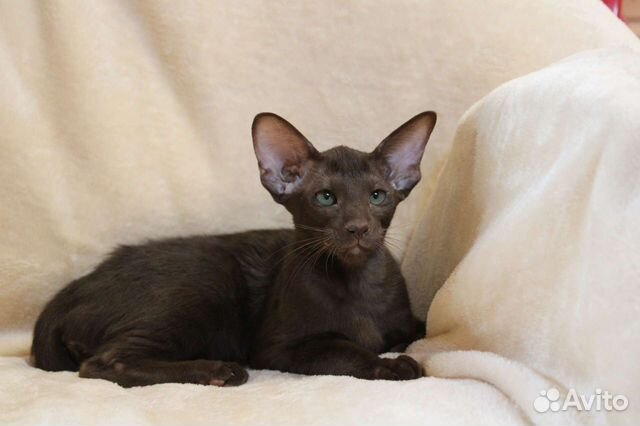 Ориентальные котята с документами