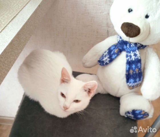 Малютка кошечка, умная и ласковая