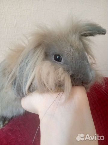 Отдам кролика