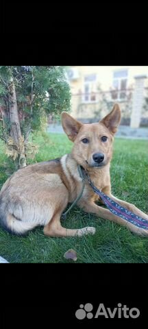 Собака стерилизована 8 мес