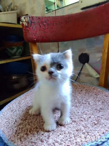 Котенок британский